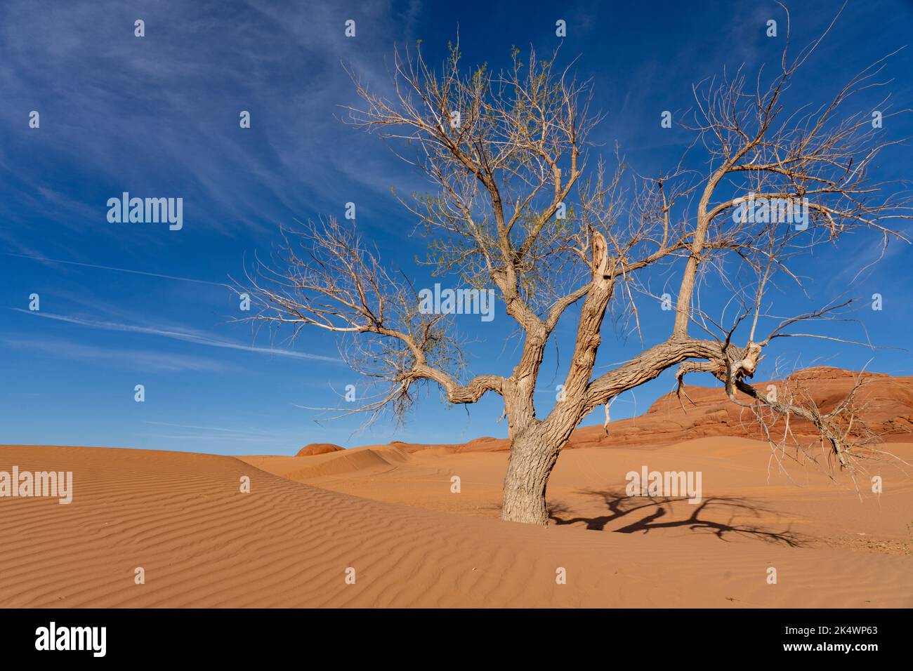 Cottonwood trees in the sand dunes at the White Wash Dunes Recreation ...