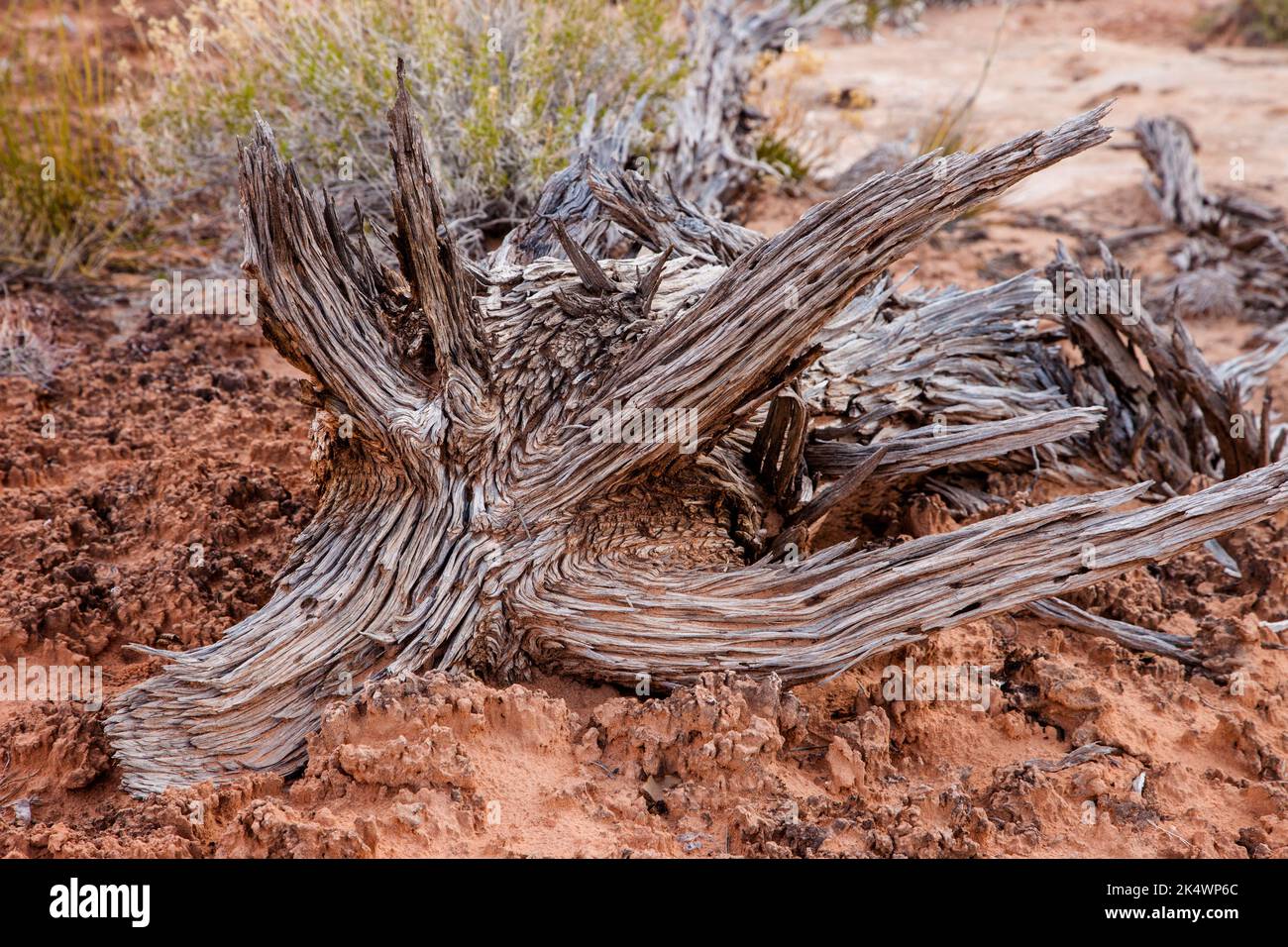 Crytogamic soil hi-res stock photography and images - Alamy
