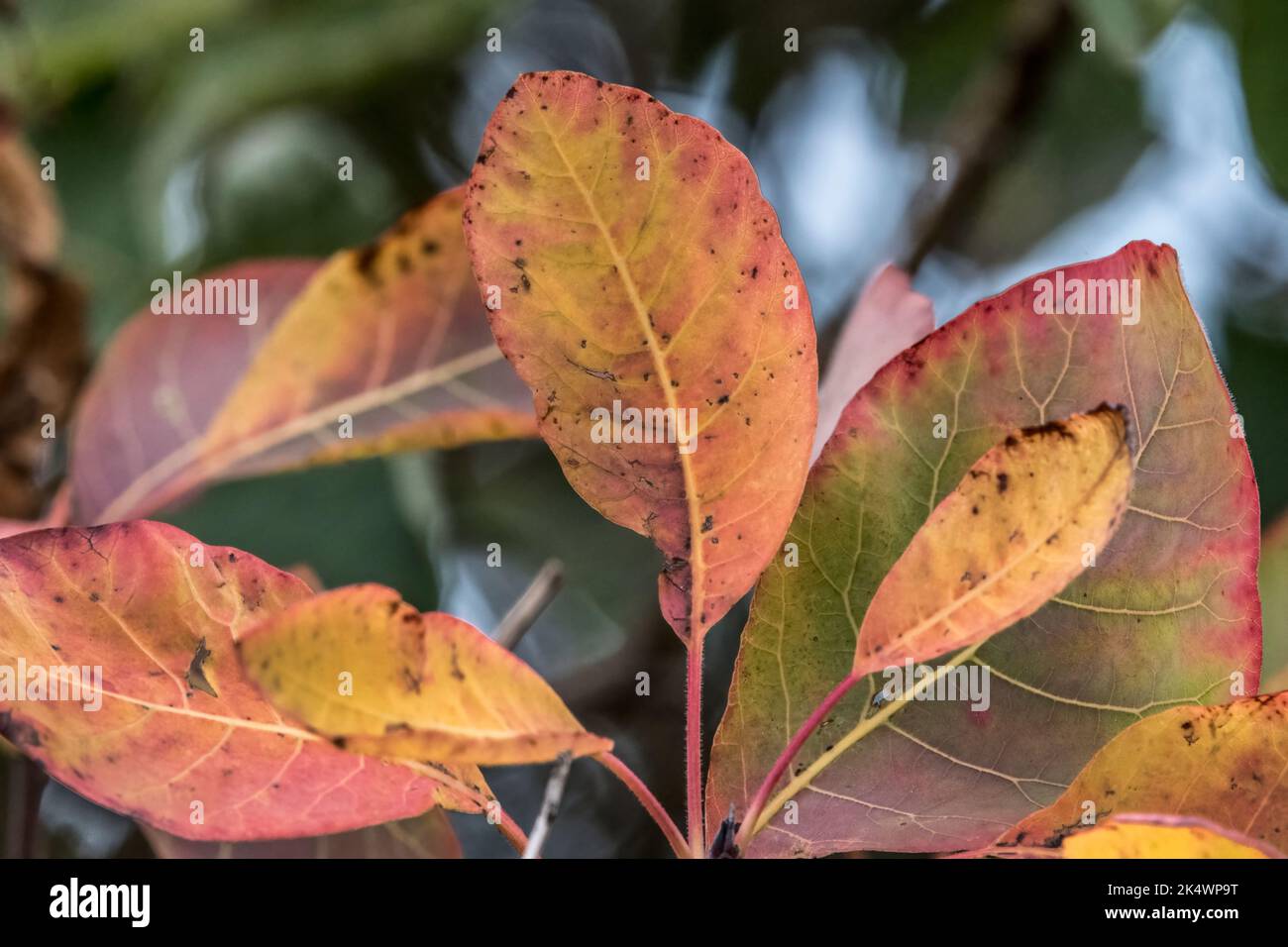 Autumn brings that final splash of colour before the winter sets in ...