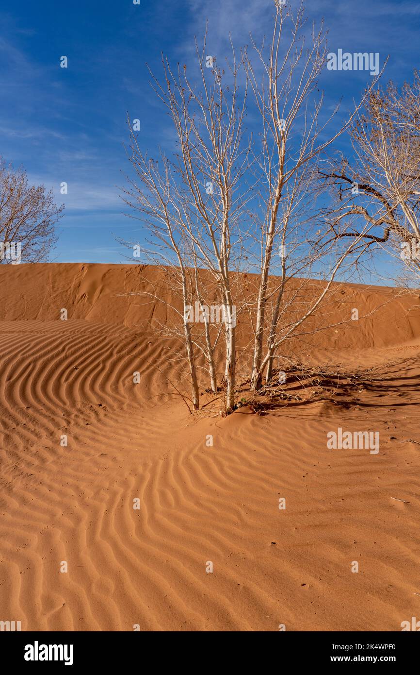 Cottonwood trees in the sand dunes at the White Wash Dunes Recreation ...