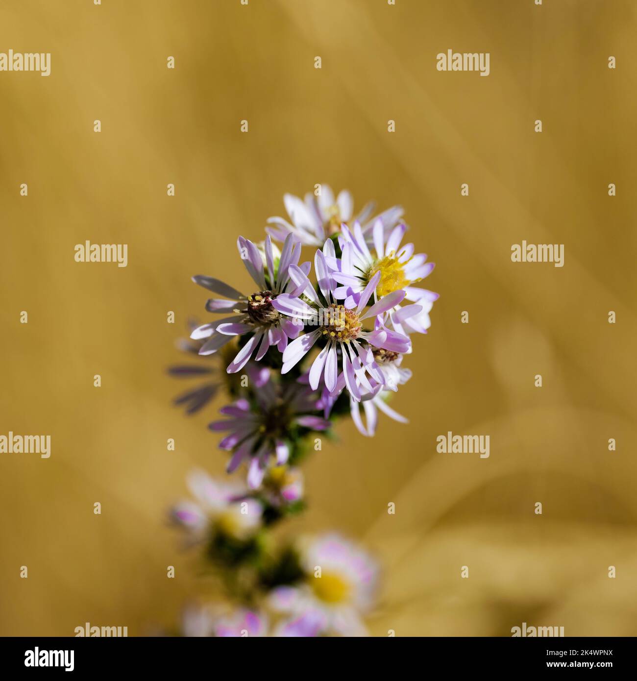 Aster subulatus hi-res stock photography and images - Alamy