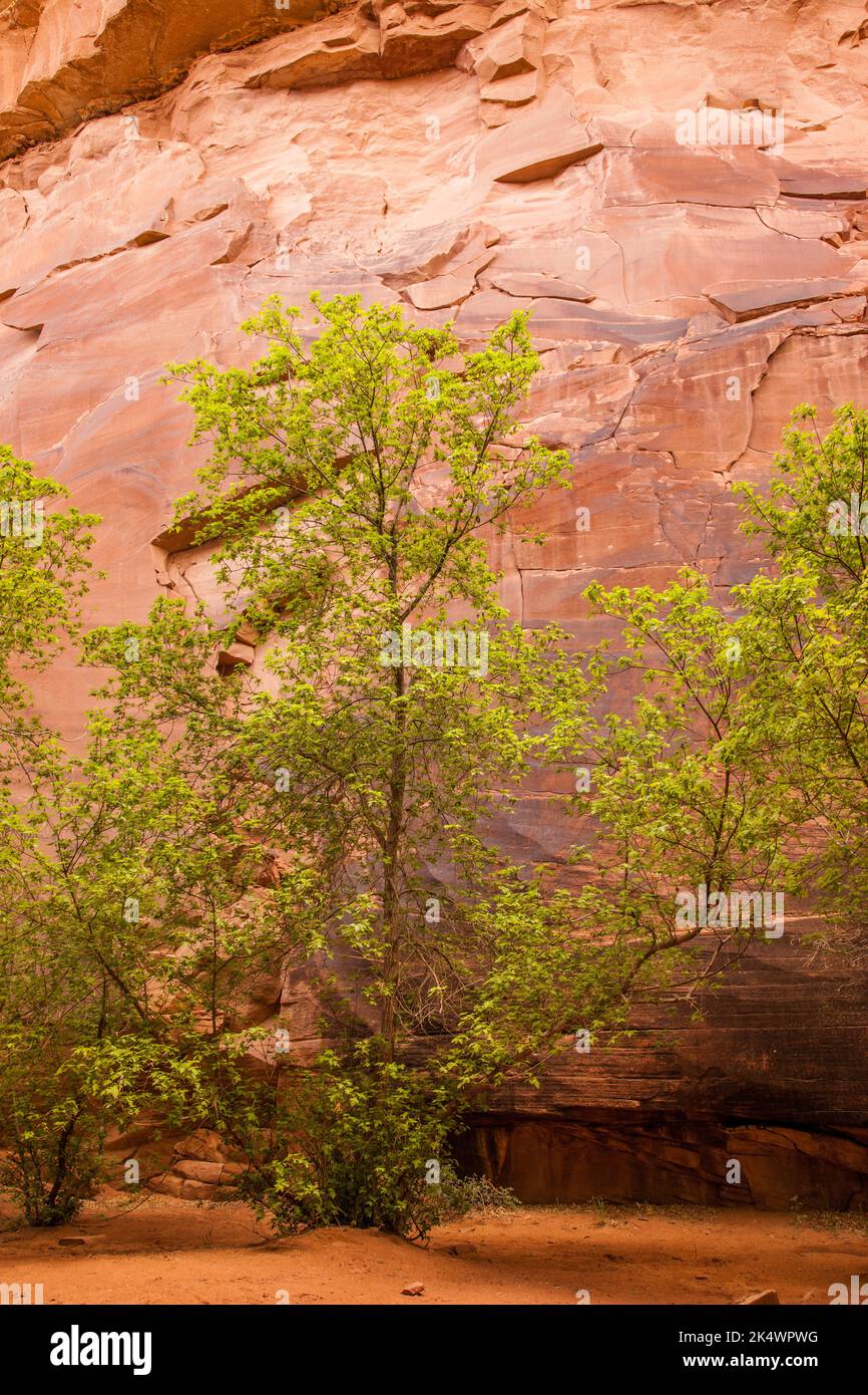 Boxelder trees in front of a sandstone wall in the Devil's Kitchen area ...
