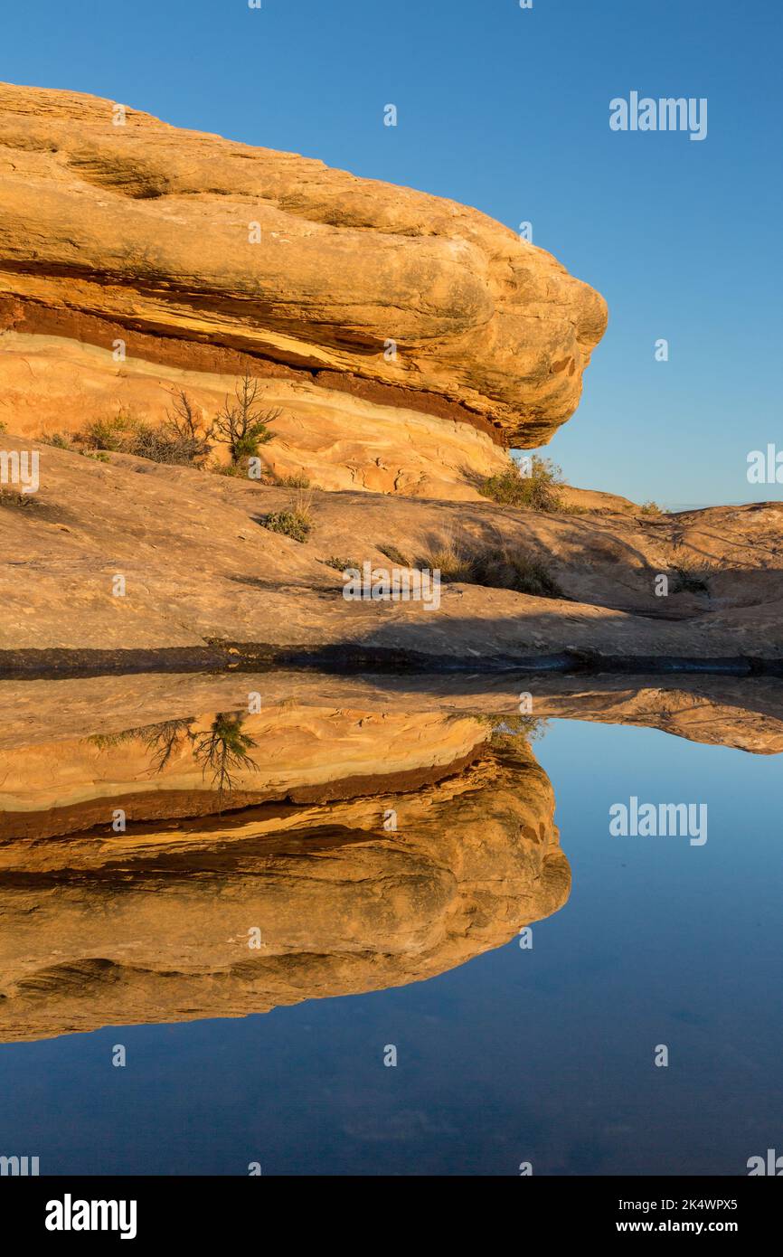 A Cedar Mesa sandstone rock formation reflected in a rainwater pothole ...