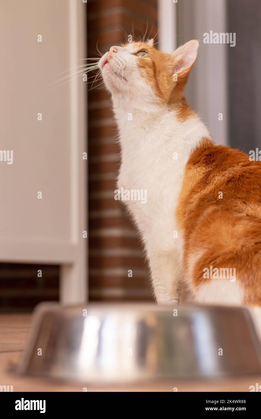 Vertical view of white and orange cat looking up to its owner wating ...