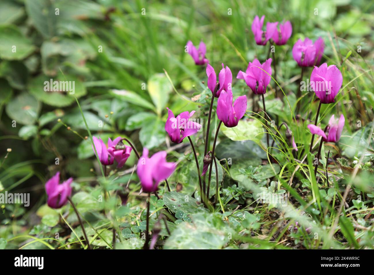 Cyclamen persicum (Persian cyclamen) wild flowers in Carinthia state of ...