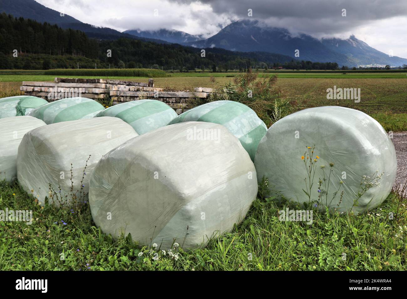 Silage or haylage bales in Carinthia, Austria. Livestock fodder wrapped ...