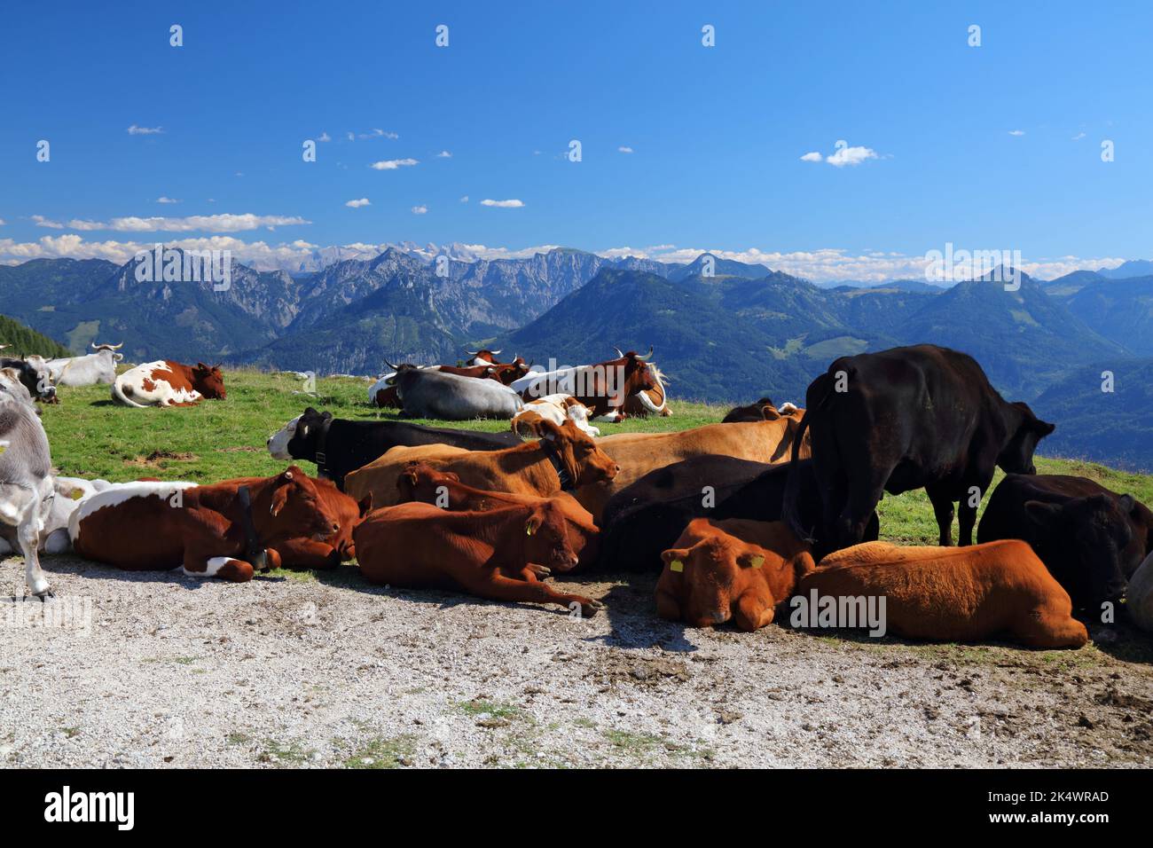 Simmental fleckvieh and Pinzgauer cattle breeds in Salzkammergut region ...