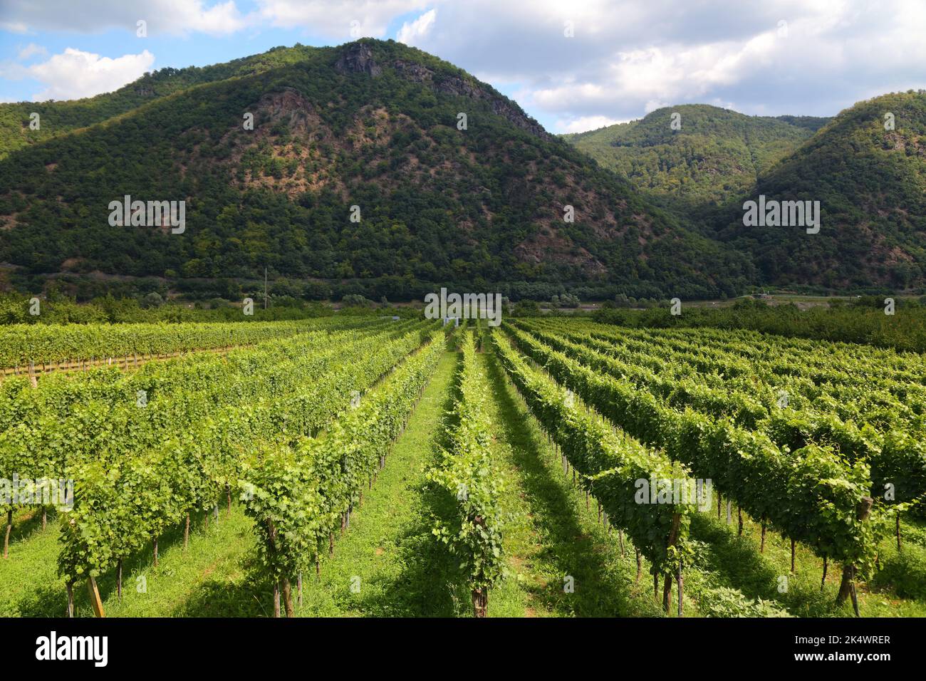 Austria landscape in Wachau wine region. Summer view of vineyards near ...