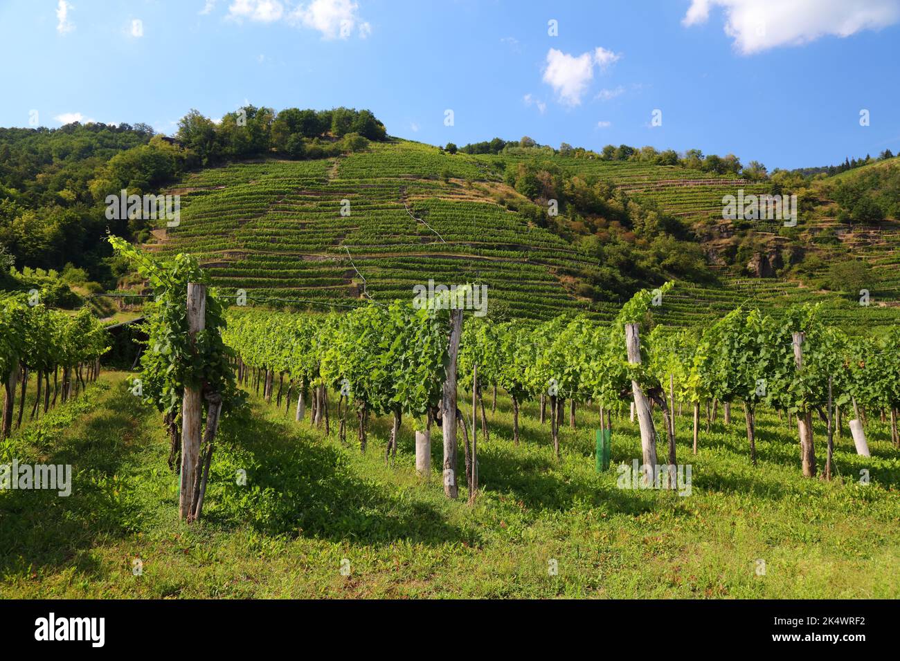 Austria landscape in Wachau wine region. Summer view of vineyards near ...