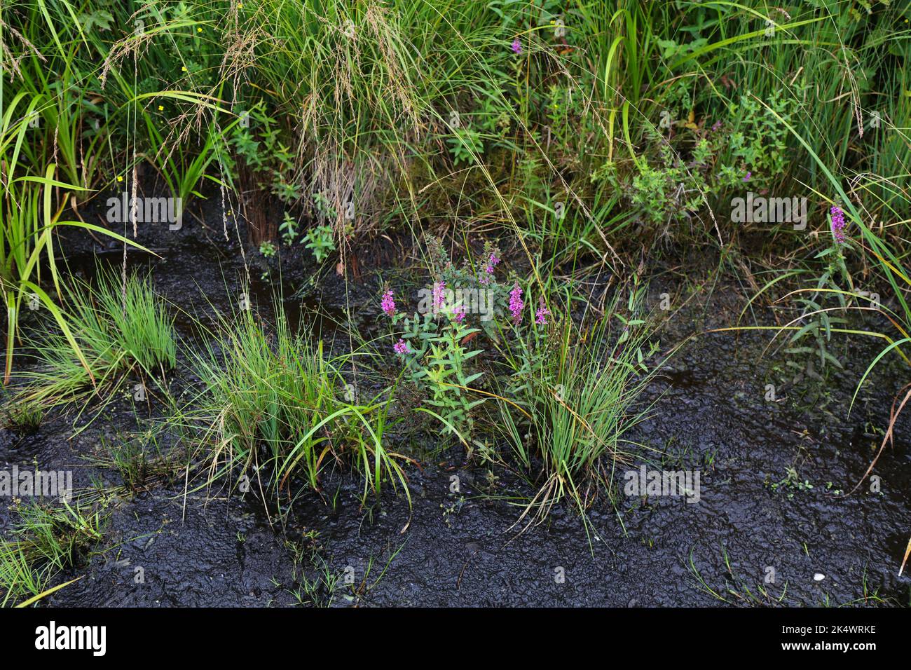 Blinklingmoos nature reserve. High moor (Hochmoor) conservation area of ...
