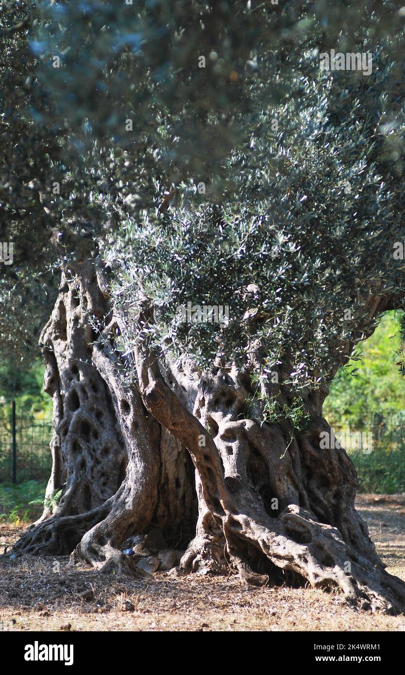 Very old olive trees. Some of them are near 2000 years old and are ...