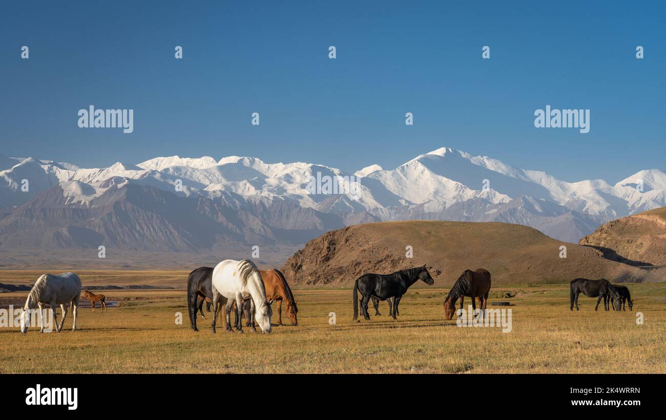 Trans alai hi-res stock photography and images - Alamy