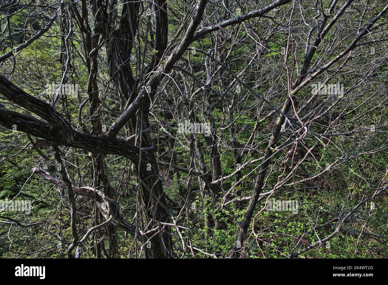 Aokigahara Forest in Japan. The mysterious dark forest in Yamanashi ...
