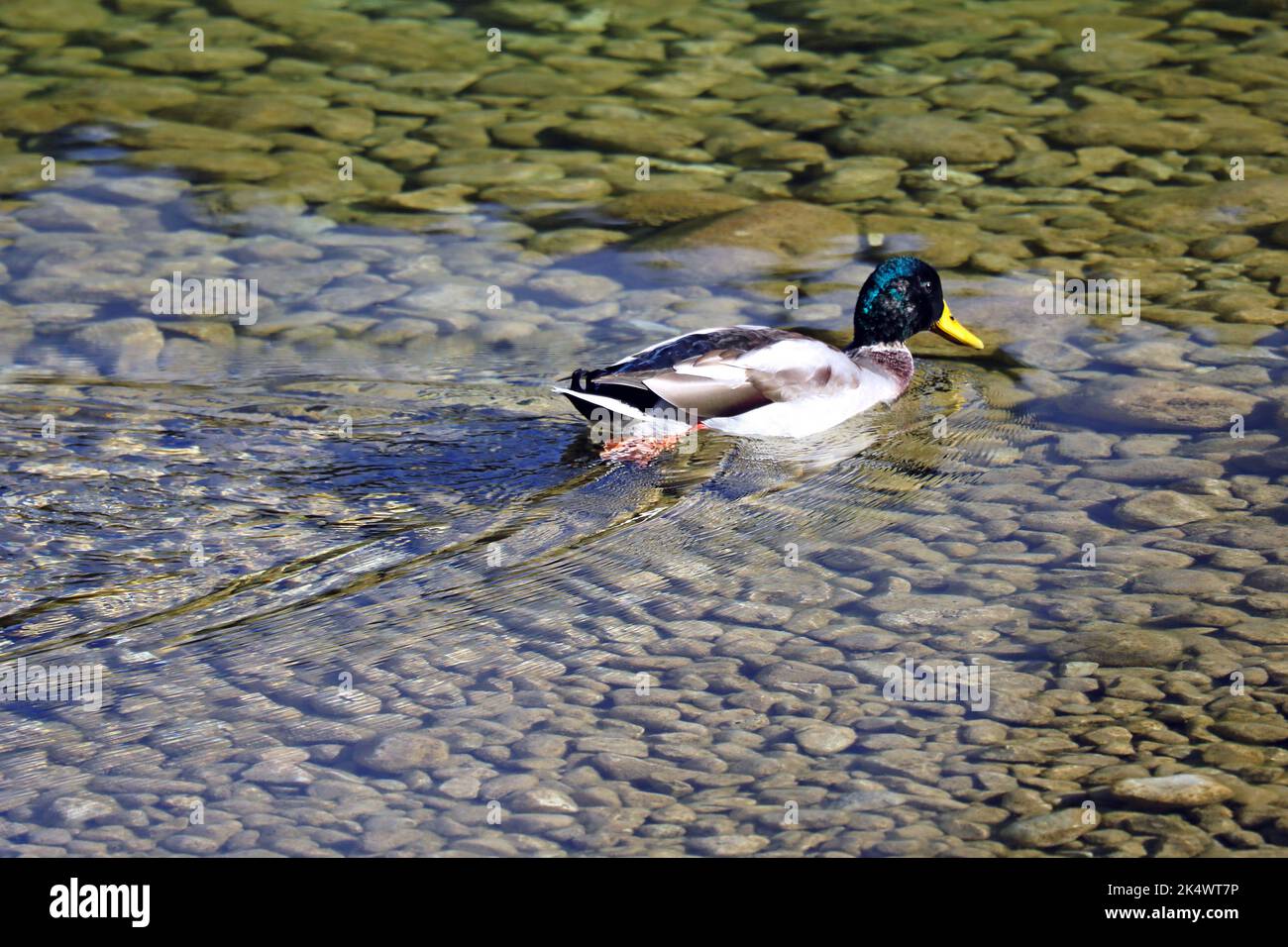 A male Mallard duck moving through a crystal clear lake with rocks on ...