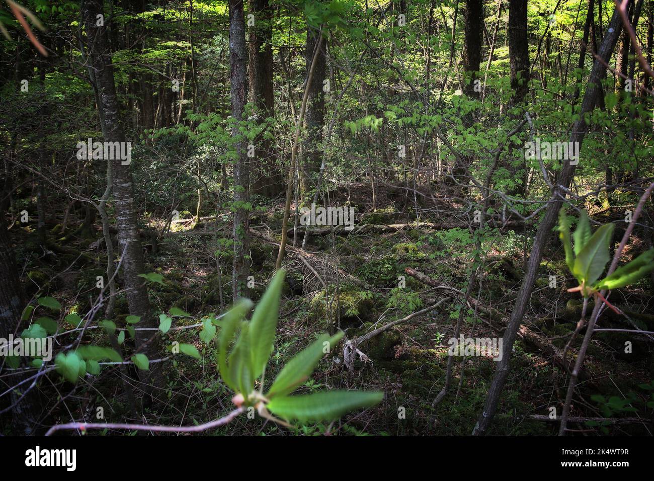 Aokigahara Forest in Japan. The mysterious dark forest in Yamanashi ...