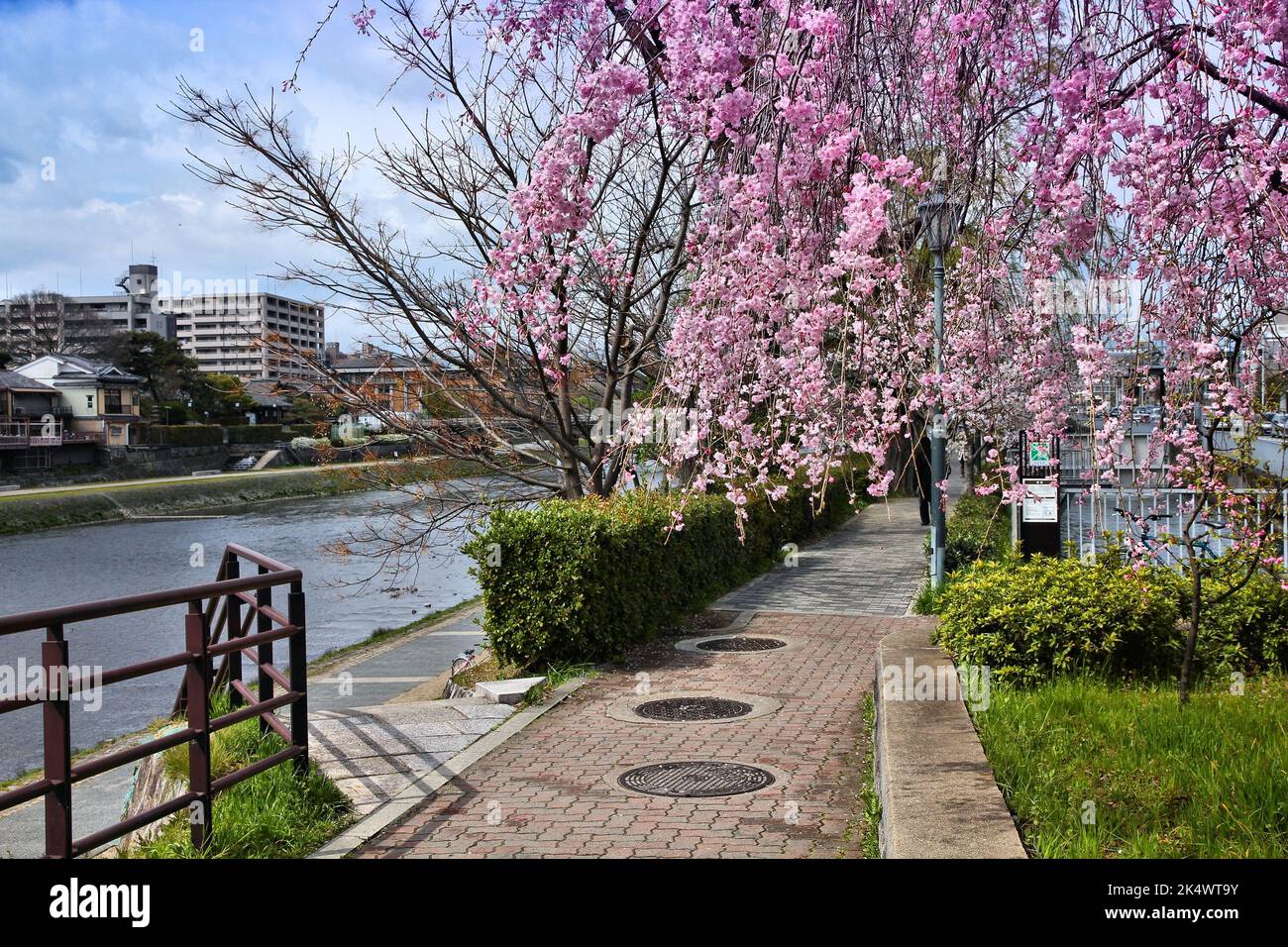 Kyoto City Japan Cherry Blossom Sakura Riverfront Walk Along