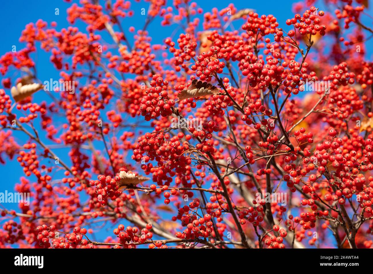 rowan-tree with red berry natural background Stock Photo - Alamy