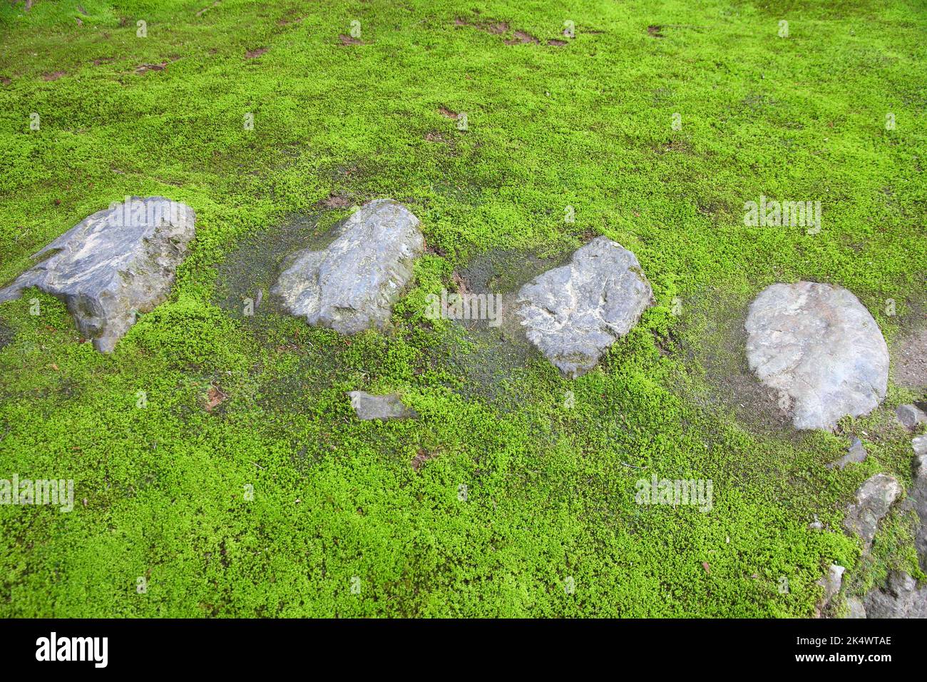 Japanese zen moss garden stone path in Kyoto, Japan. Japanese garden ...