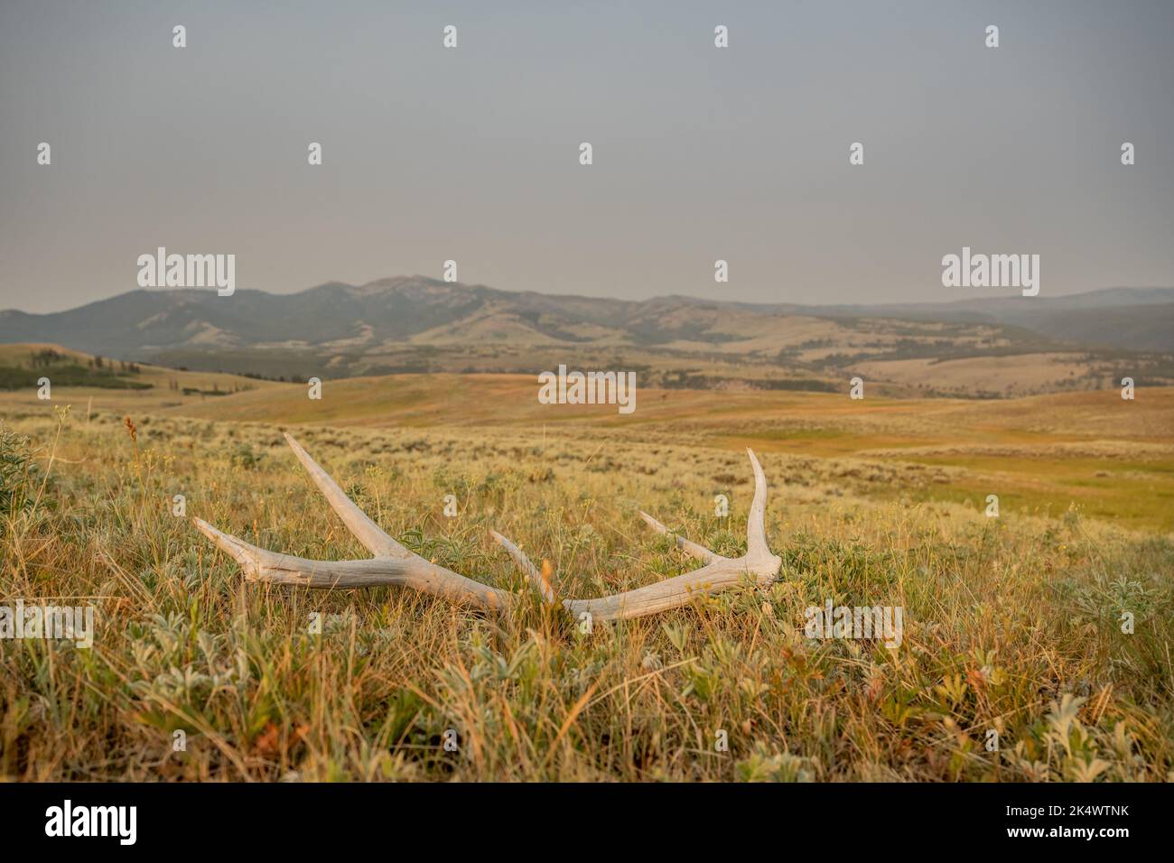 Single Elk Antler Lays In Grassy Field Along Specimen Ridge Trail in ...