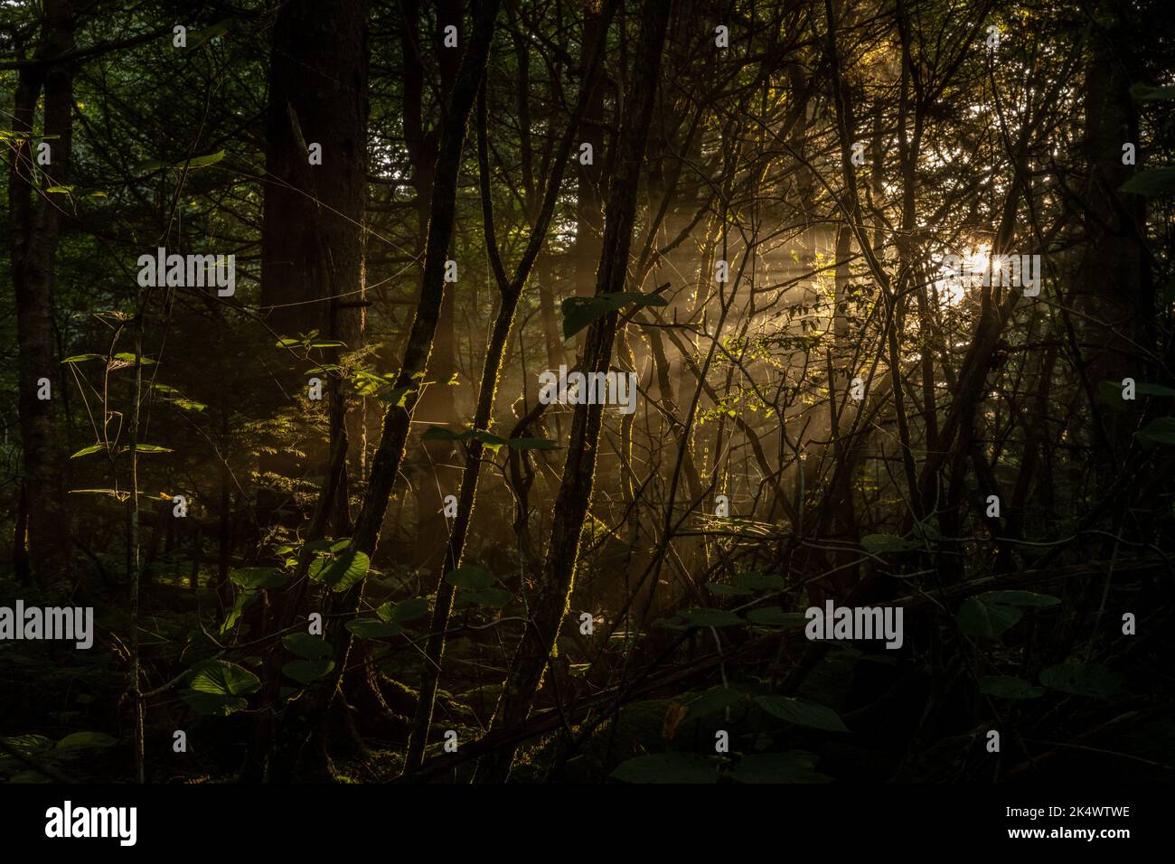 Small Sunburst Shines Into Dark Tangle of Forest in the Smokies Stock ...