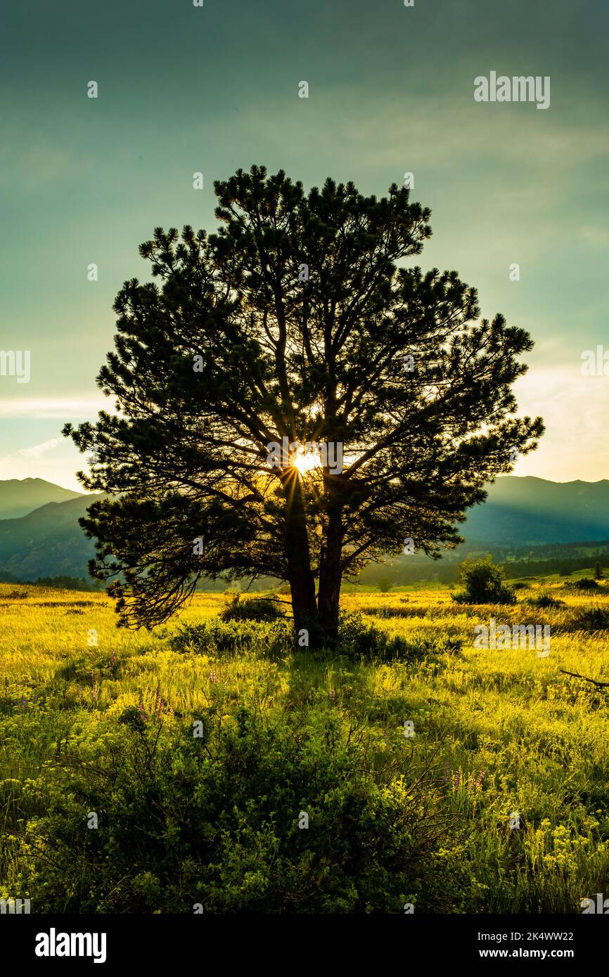 Beautiful sun burst through tree hi-res stock photography and images ...
