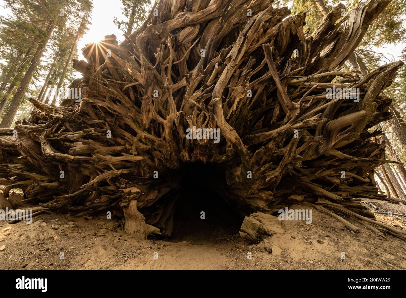 Giant sequoia tree silhouette hi-res stock photography and images - Alamy