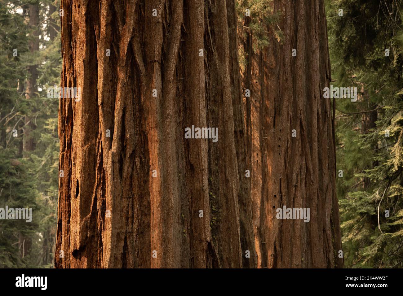 Sunlight Shows The Deep Texture of Two Sequoia Trees in Mariposa Grove ...