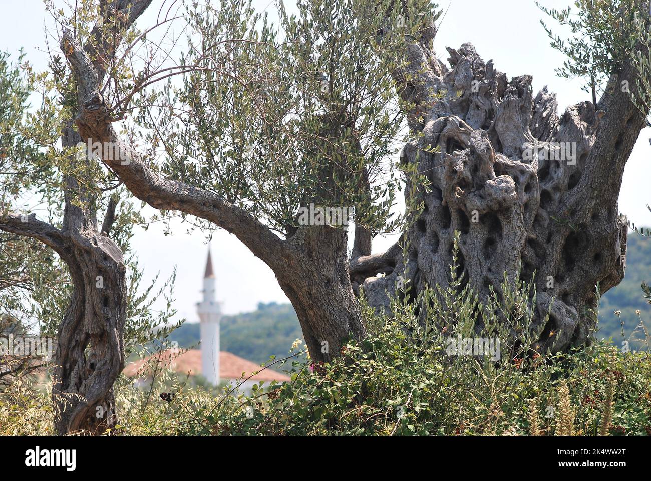 Old olive tree montenegro hi-res stock photography and images - Alamy