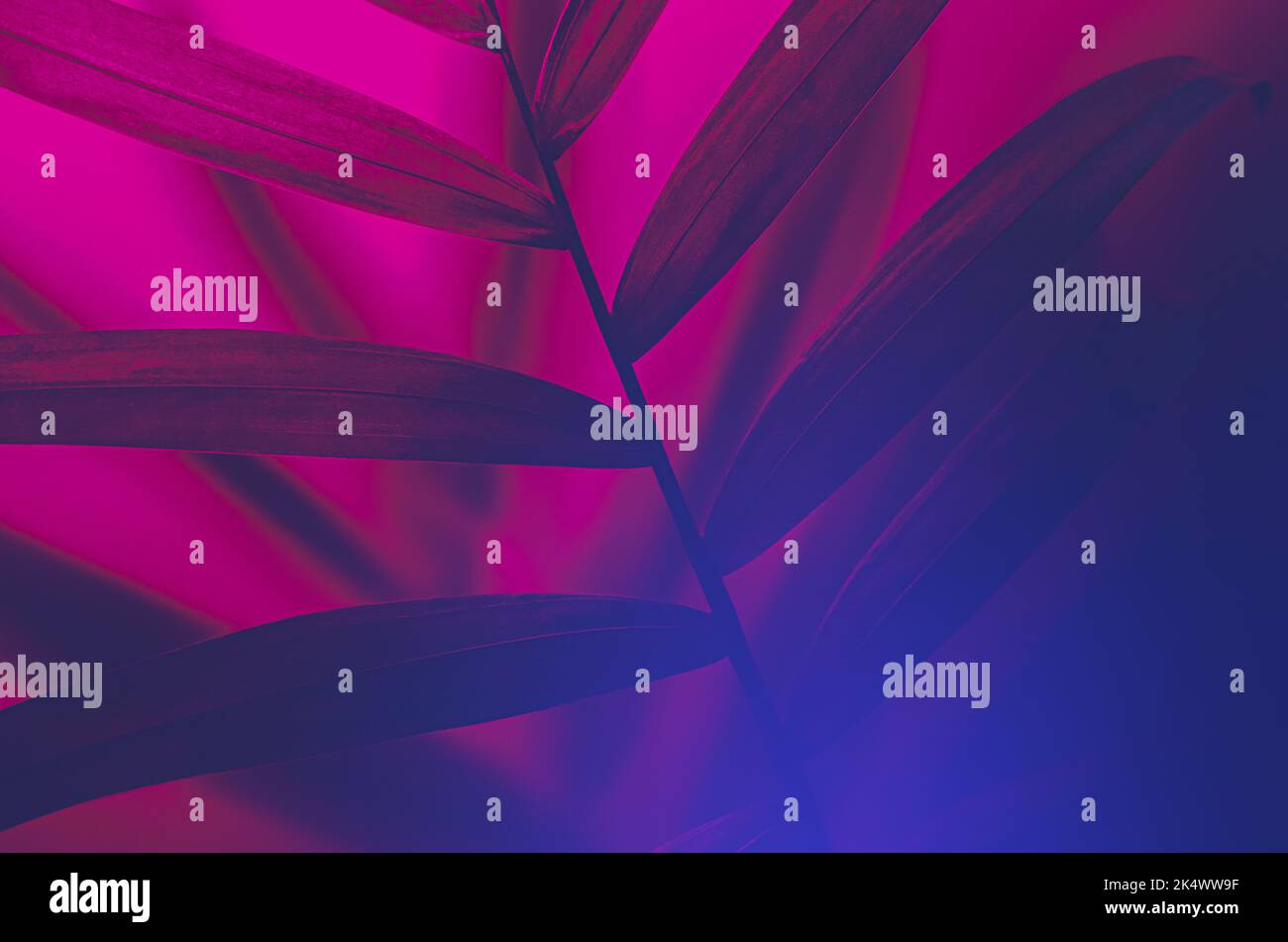 Neon vibe floral background. Purple dark palm tree leaves and shadows ...