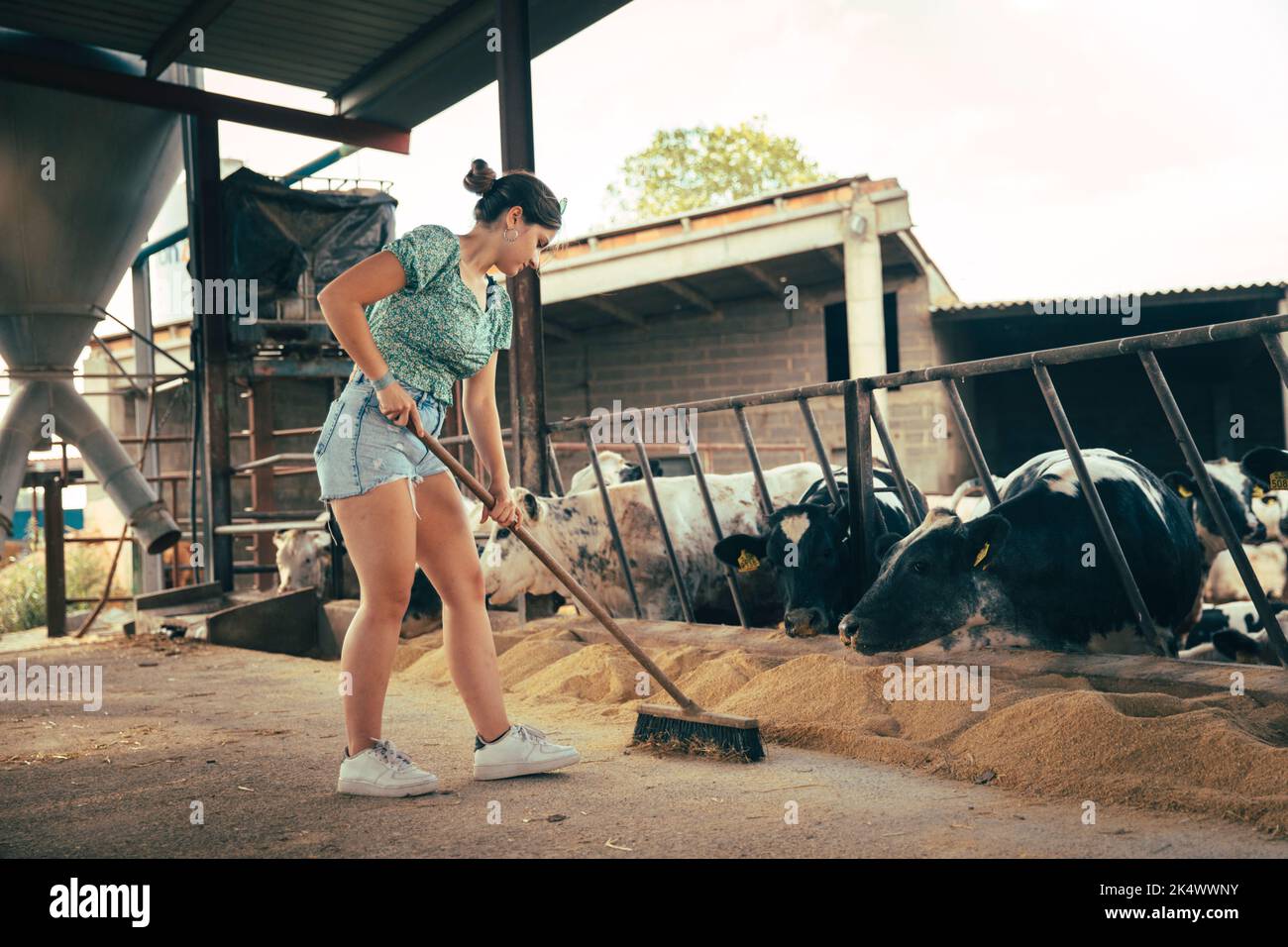 Calf feed beef hi-res stock photography and images - Alamy
