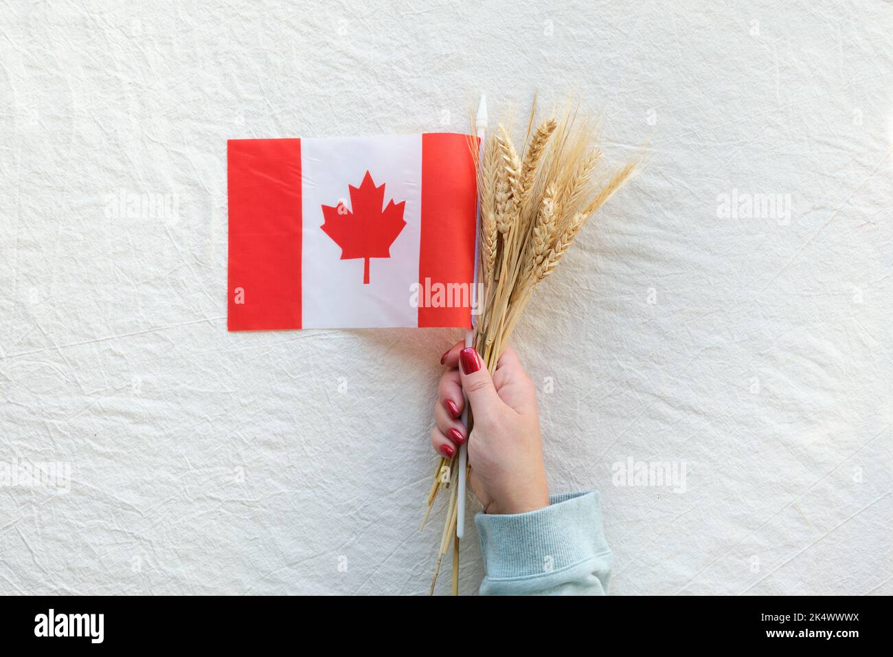 Happy Canada Thanksgiving Day. Canadian flag and wheat ears in hand on ...