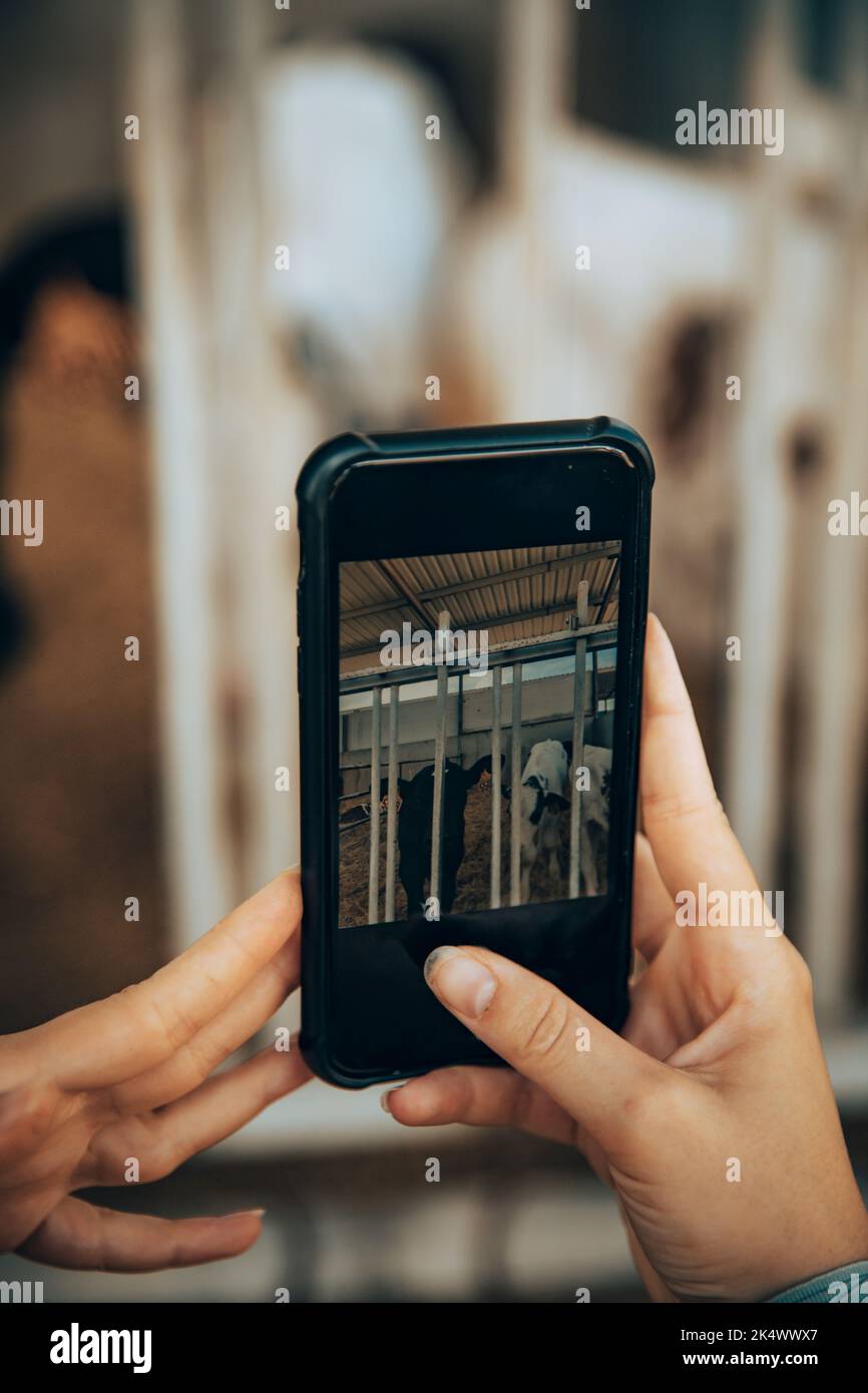 Hand of a young girl taking pictures of some calves inside the stable ...