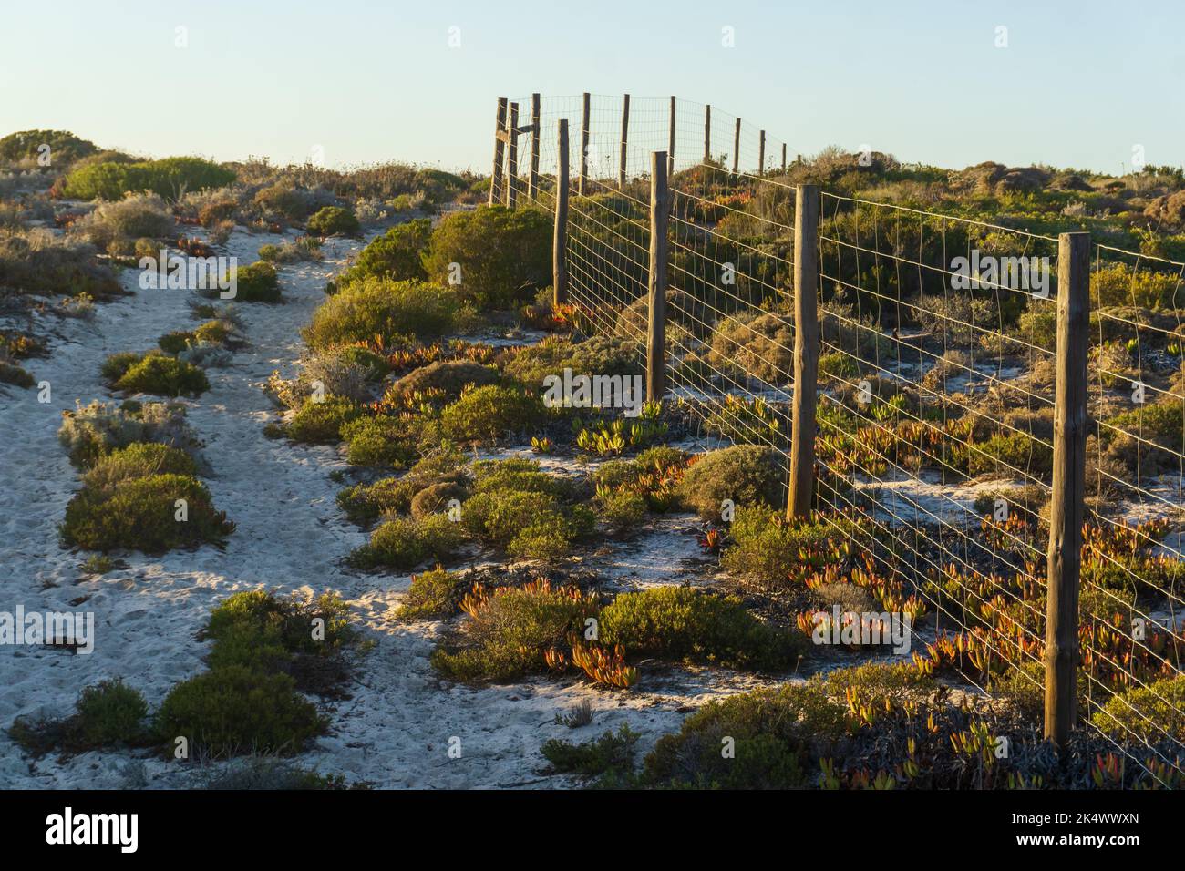 Sandy trail among thickets of succulents along a metal fence Stock ...