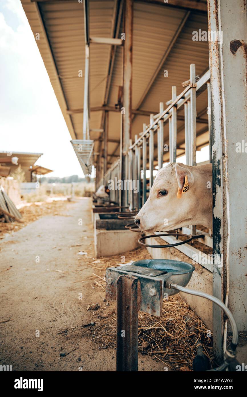 Cow barn smell hi-res stock photography and images - Alamy