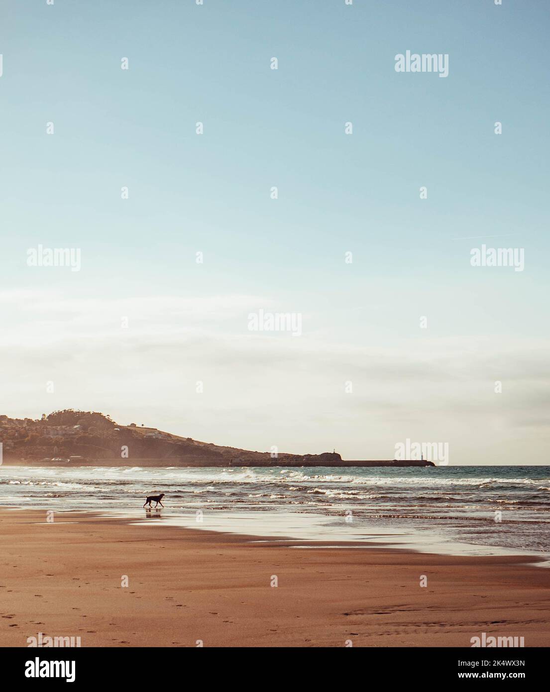 a dog near the sea on a beach Stock Photo - Alamy