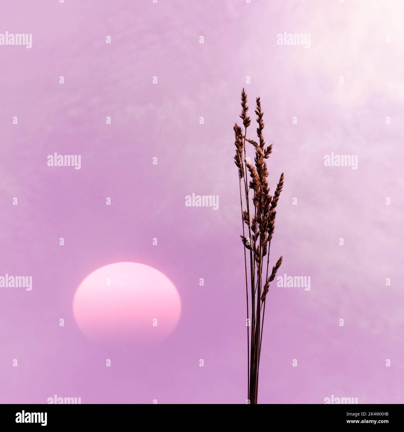 flower plants and romantic sunset background in summertime Stock Photo ...