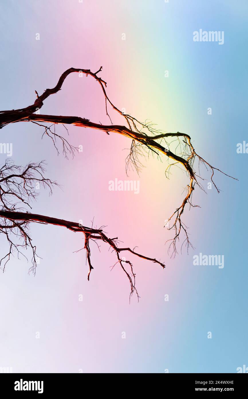 flower plants and romantic sunset background in summertime Stock Photo ...