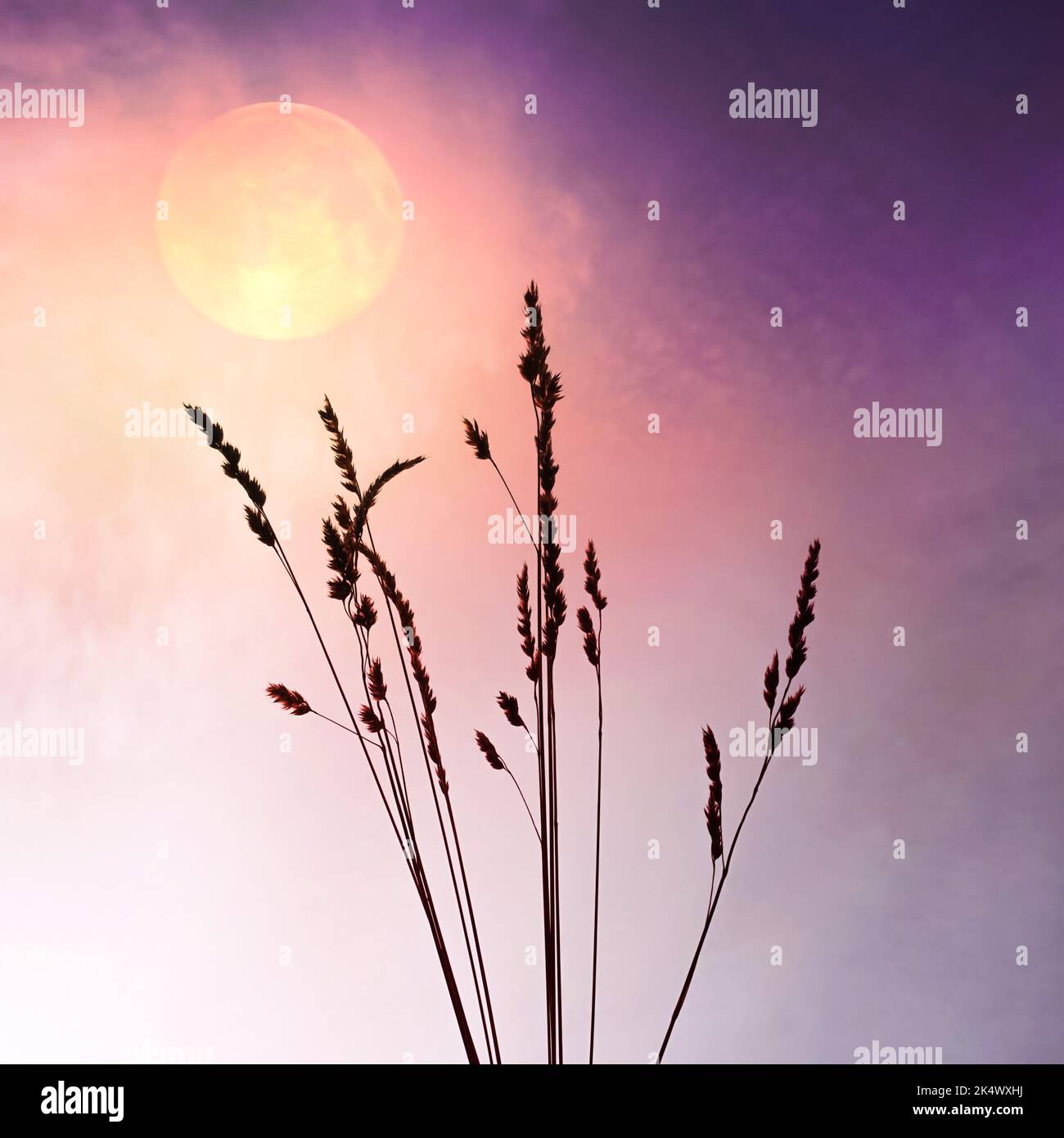 flower plants and romantic sunset background in summertime Stock Photo ...