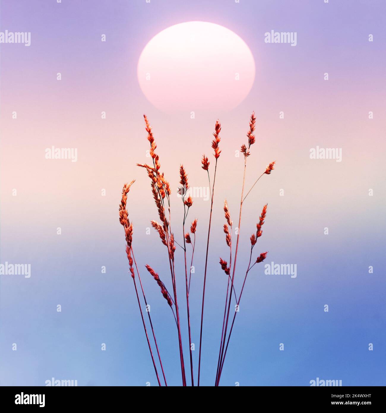 flower plants and romantic sunset background in summertime Stock Photo ...