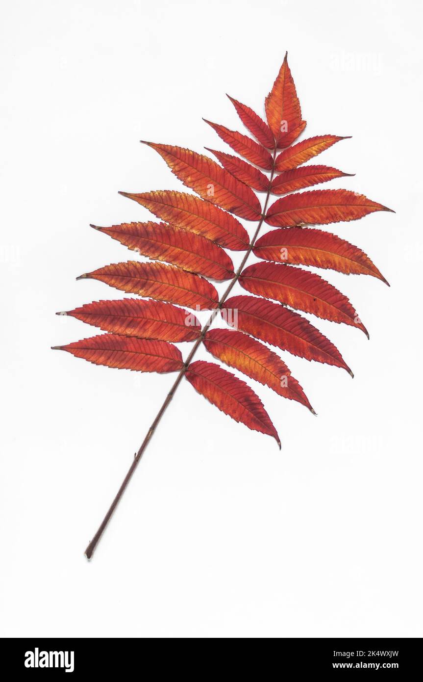 Branch of a tree of sumac in autumn on a white background Stock Photo ...