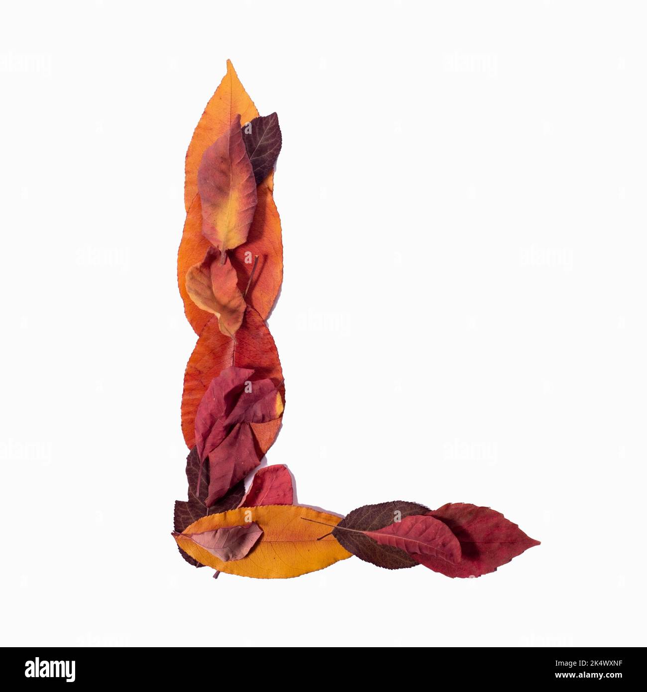 letter L autumn leaves isolate on white background Stock Photo - Alamy