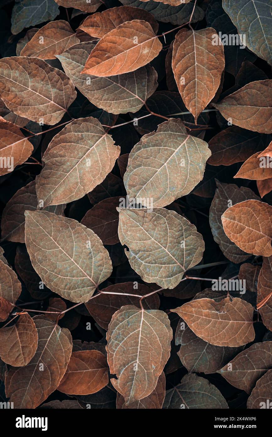 brown plant leaves in the nature, autumn leaves and autumn colors Stock ...