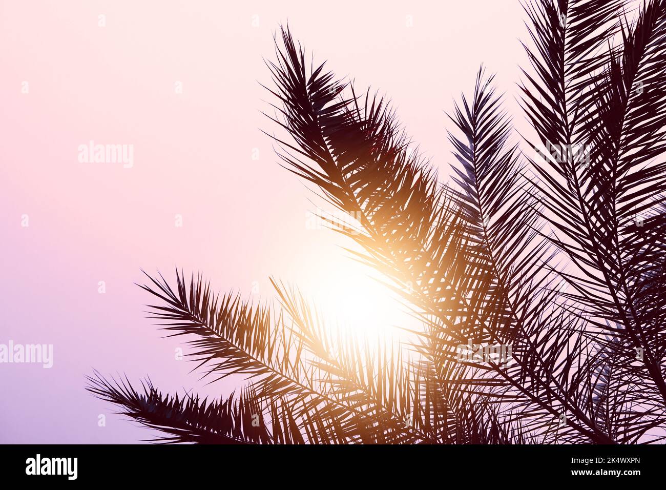 palm tree leaves and romantic sunset background, tropical climate Stock ...