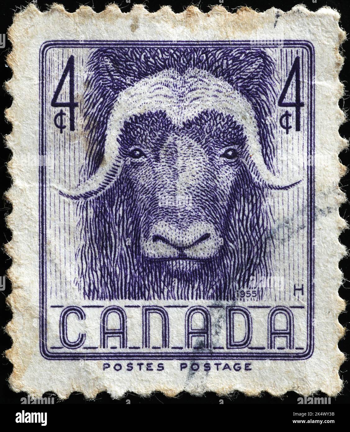 Muskox on vintage canadian postage stamp Stock Photo - Alamy