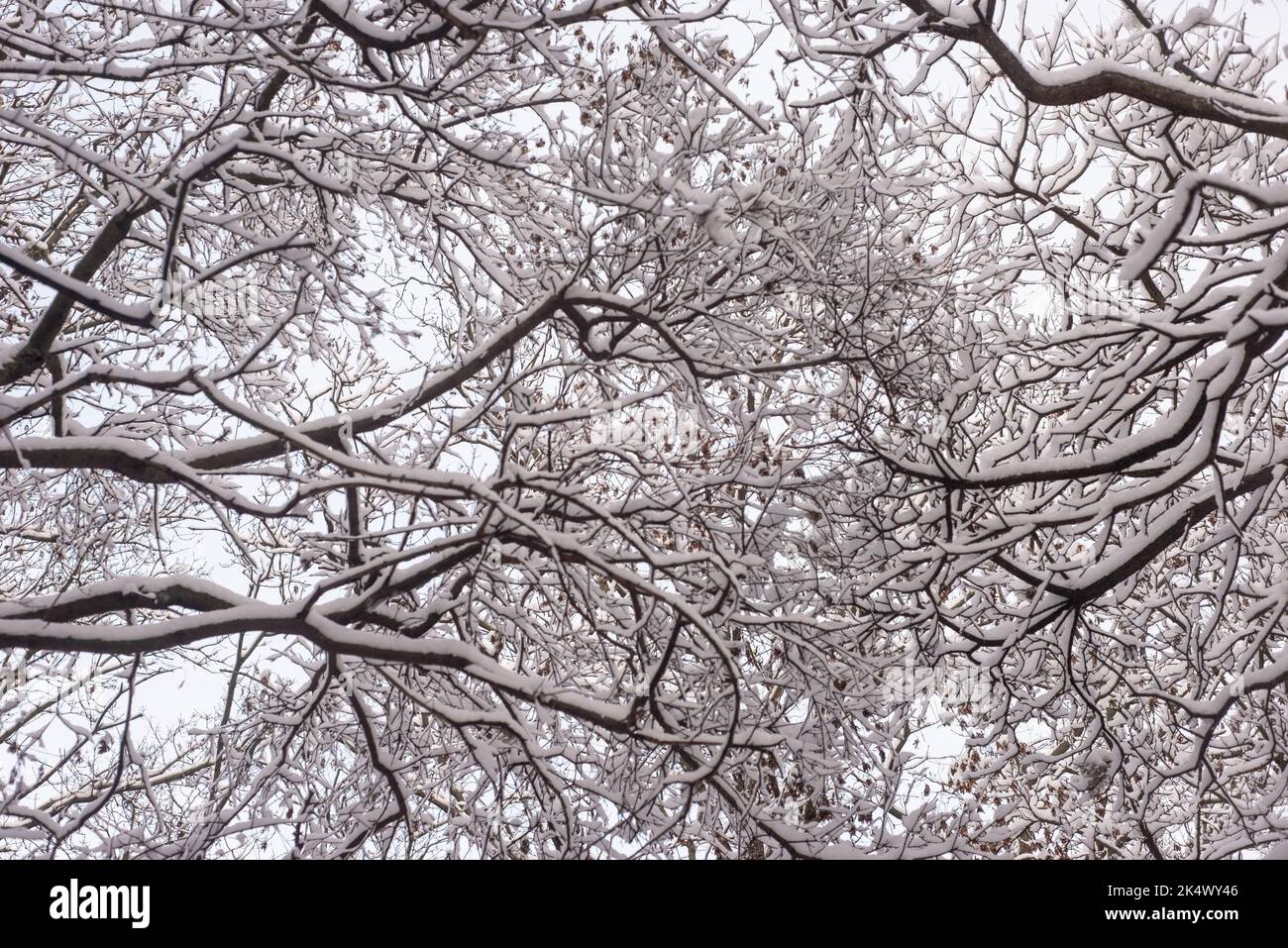 snowy winter forest with oak tree pillars Stock Photo - Alamy