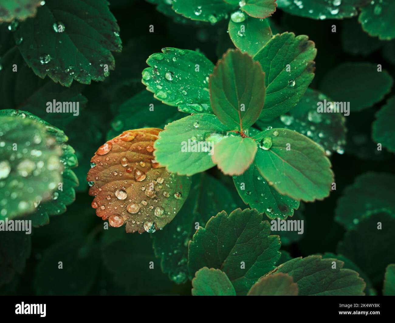Turning green foliage hi-res stock photography and images - Alamy