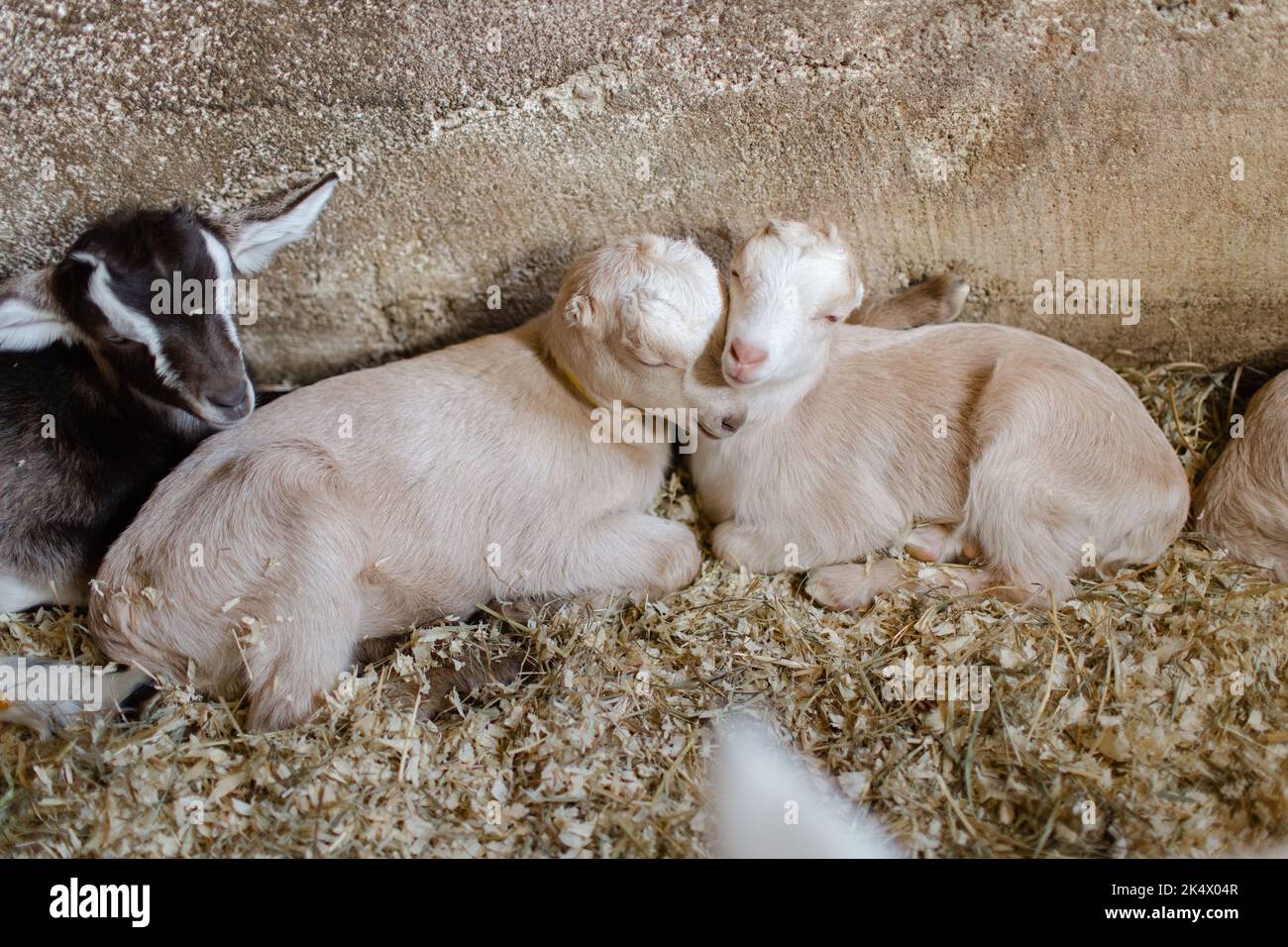 Two cute baby goats sleeping on each other's heads Stock Photo - Alamy