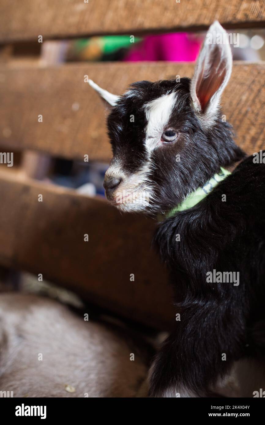Close up of face of black and white baby goat Stock Photo - Alamy