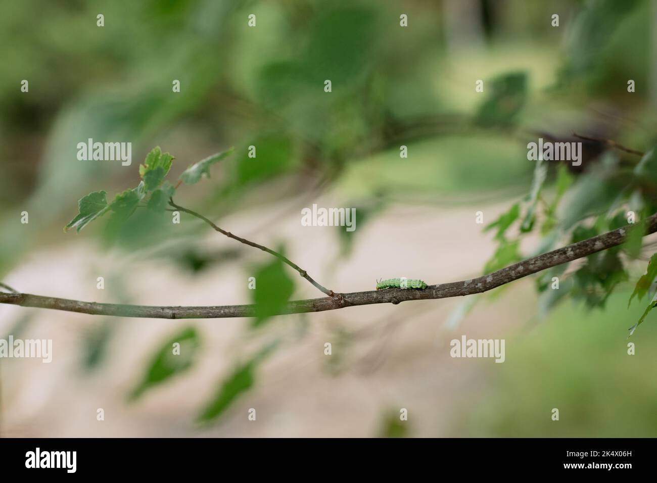 Cute little caterpillar inch worm on a branch Stock Photo - Alamy