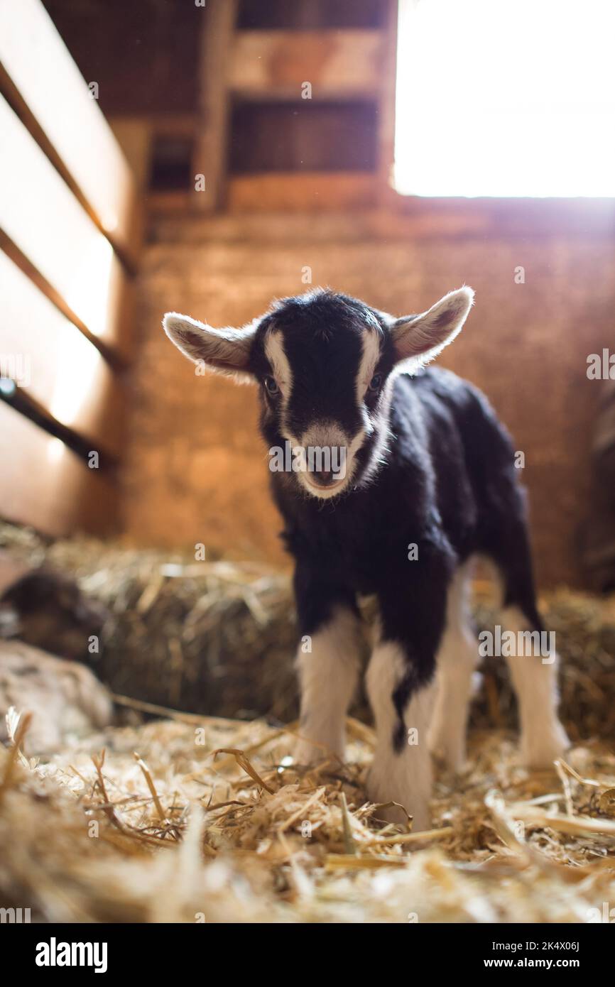 Black and white goat backlit by a window in the barn Stock Photo - Alamy